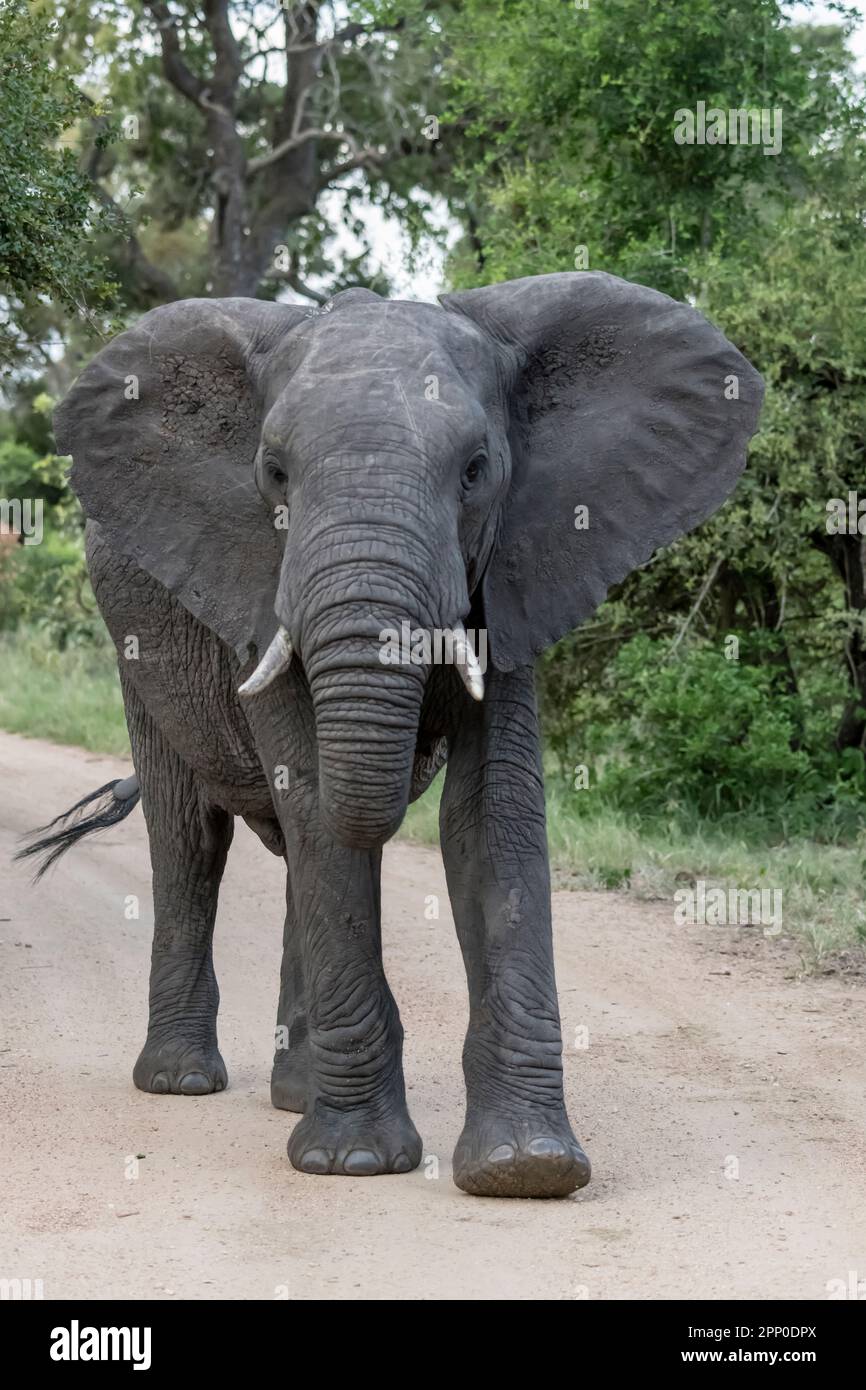 elephant walking on dirt road in shrubland thick vegetation at wild ...