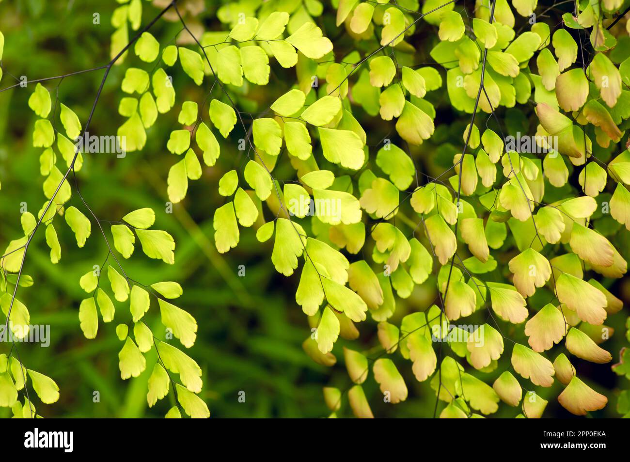 Suplir, Adiantum Venustum Himalayan maidenhair fern, green foliage ...