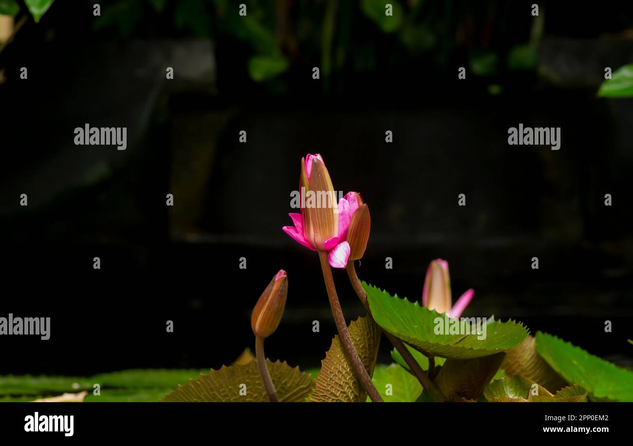 Pink water lily flower, Bunga Teratai, Nymphaea Rubra (Pubescens Stock ...