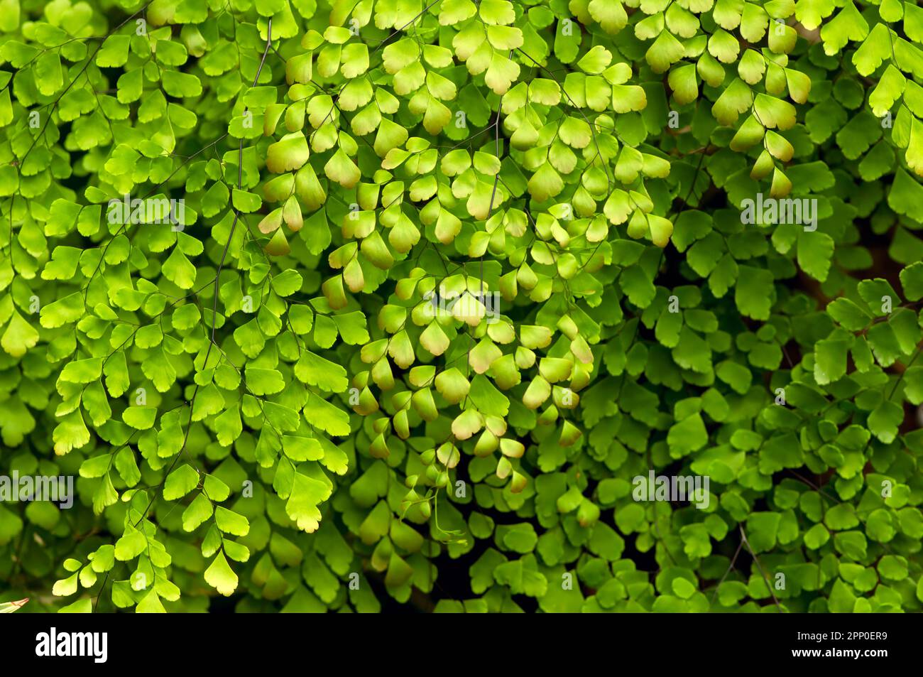 Suplir, Adiantum Venustum Himalayan maidenhair fern, green foliage ...