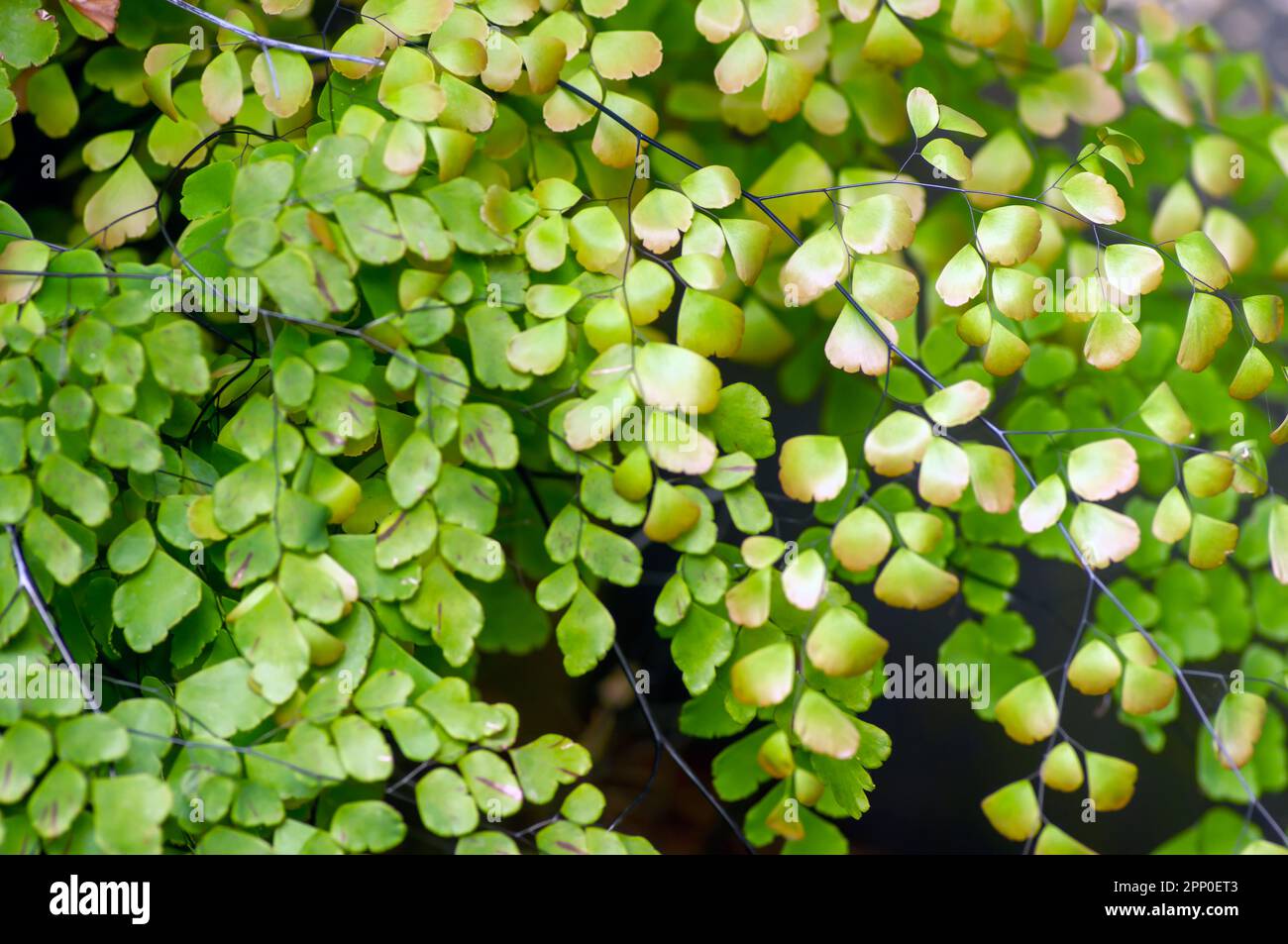 Suplir, Adiantum Venustum Himalayan maidenhair fern, green foliage ...