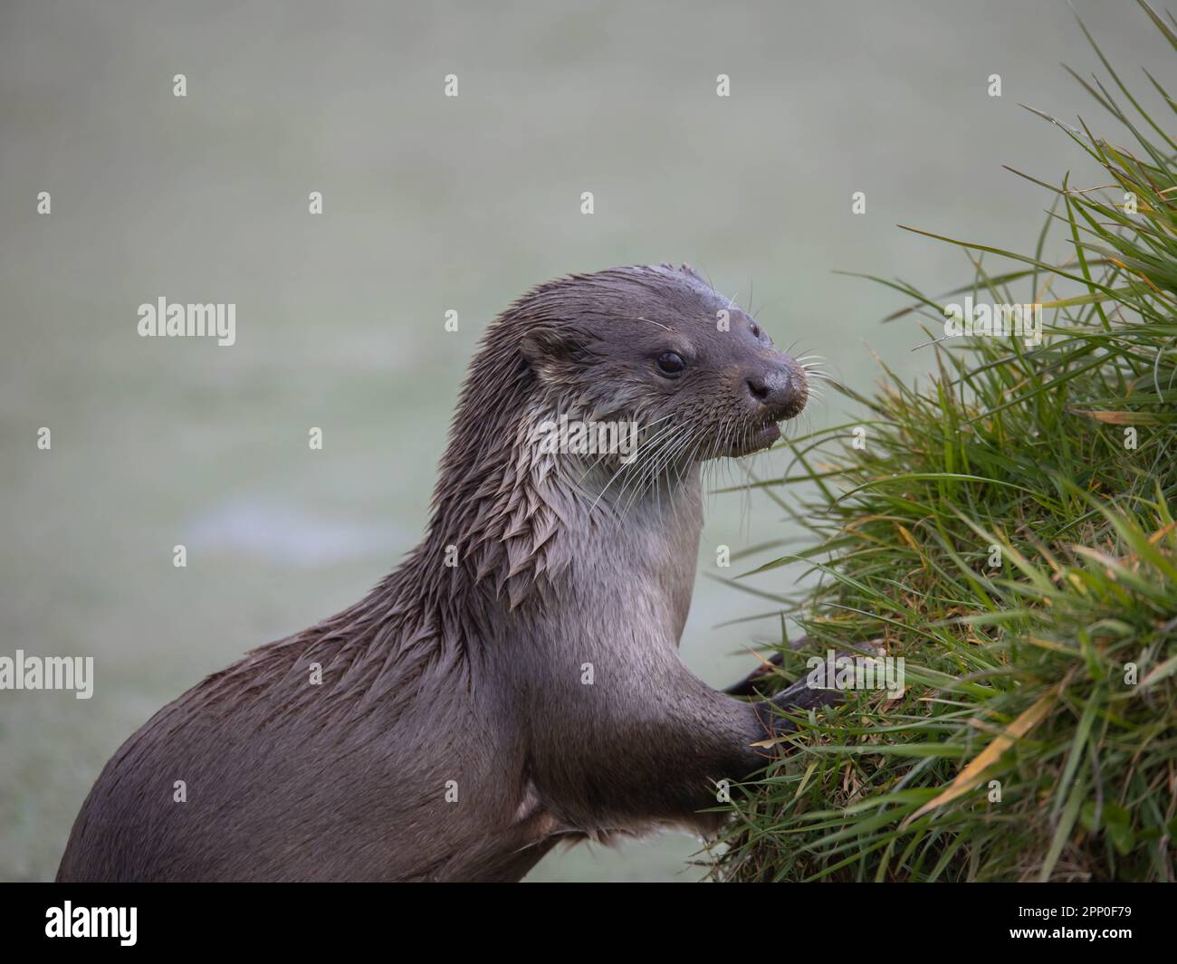The Eurasian otter (Lutra lutra) near a river Stock Photo - Alamy