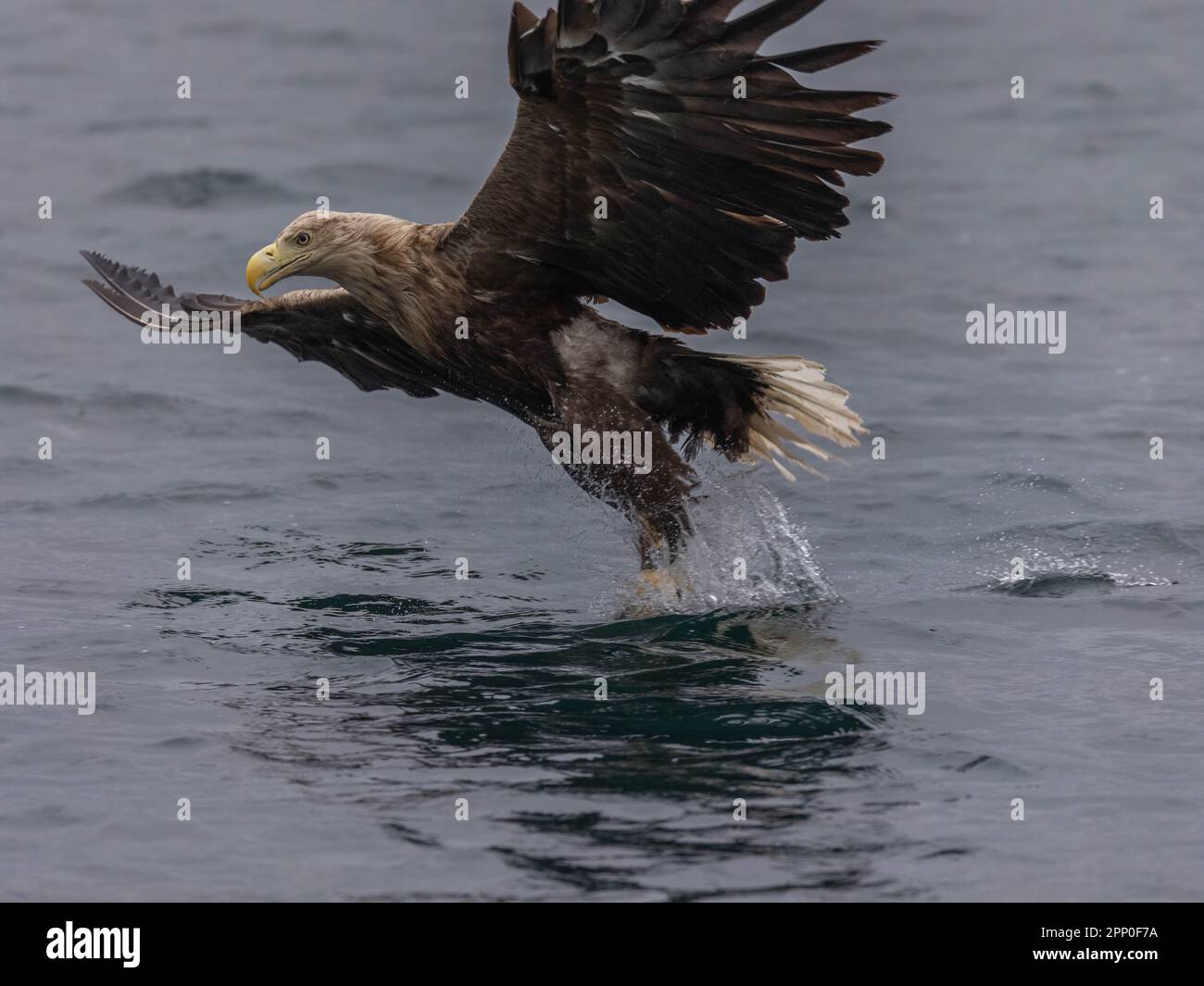 A white-tailed eagle catching a fish at the Isle of Mull Stock Photo ...