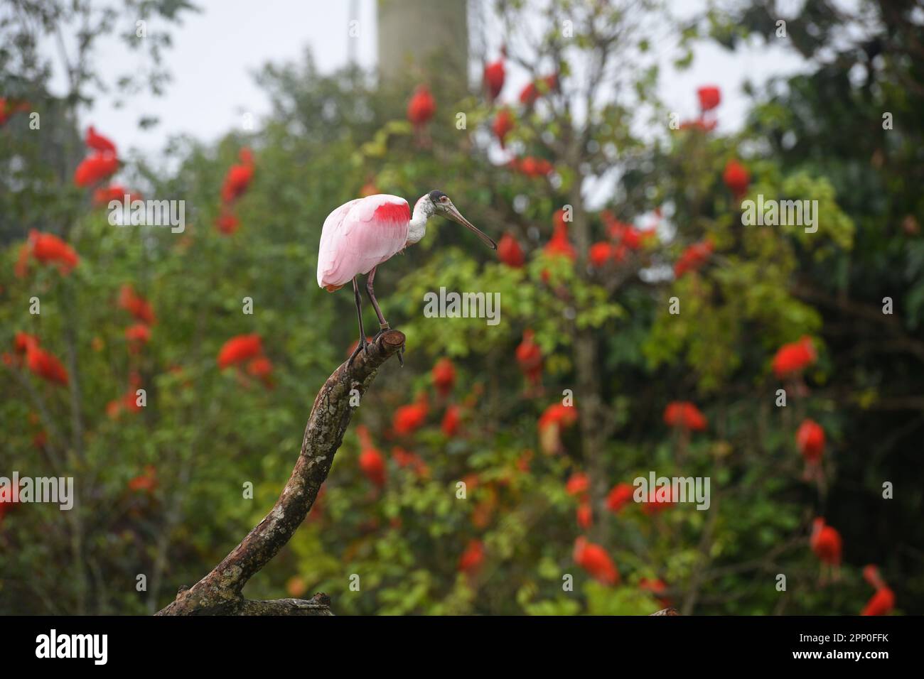 Singapore, April 21. 8th May, 2023. A roseate spoonbill perches on a ...