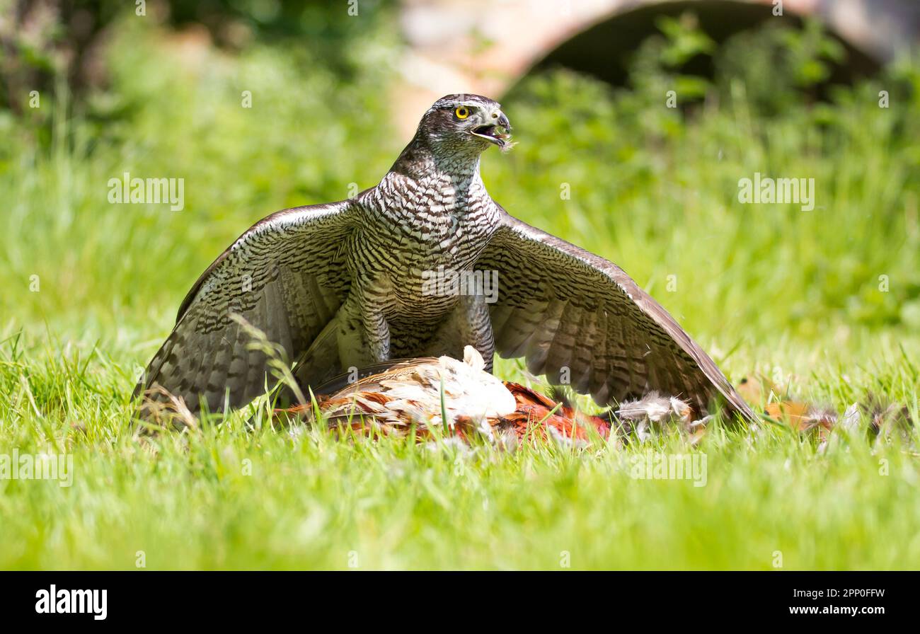 A goshawk with its prey Stock Photo - Alamy