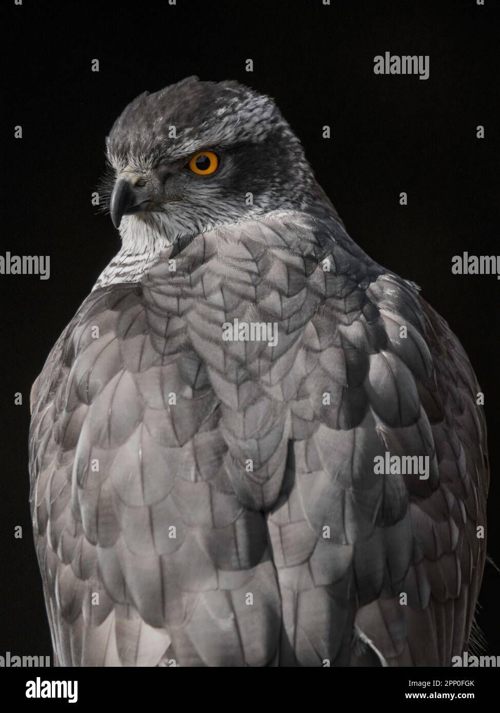 A portrait of the majestic goshawk Stock Photo - Alamy