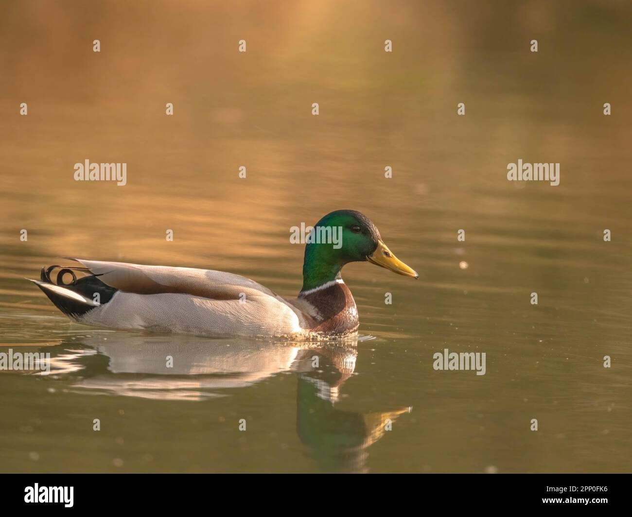 A mallard duck floating in the lake Stock Photo - Alamy
