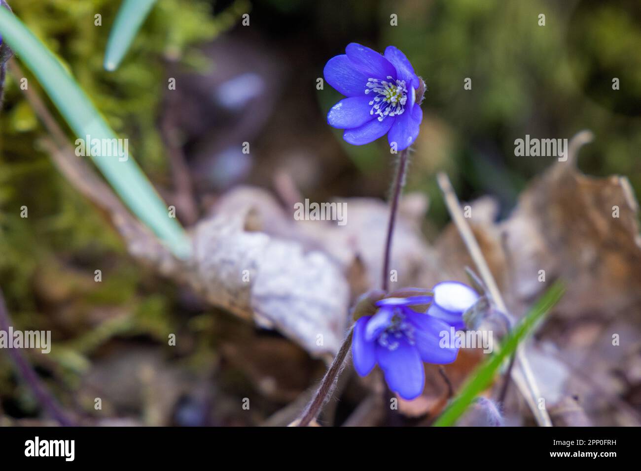 Anemone hepatica (Hepatica nobilis) in bloom Stock Photo - Alamy