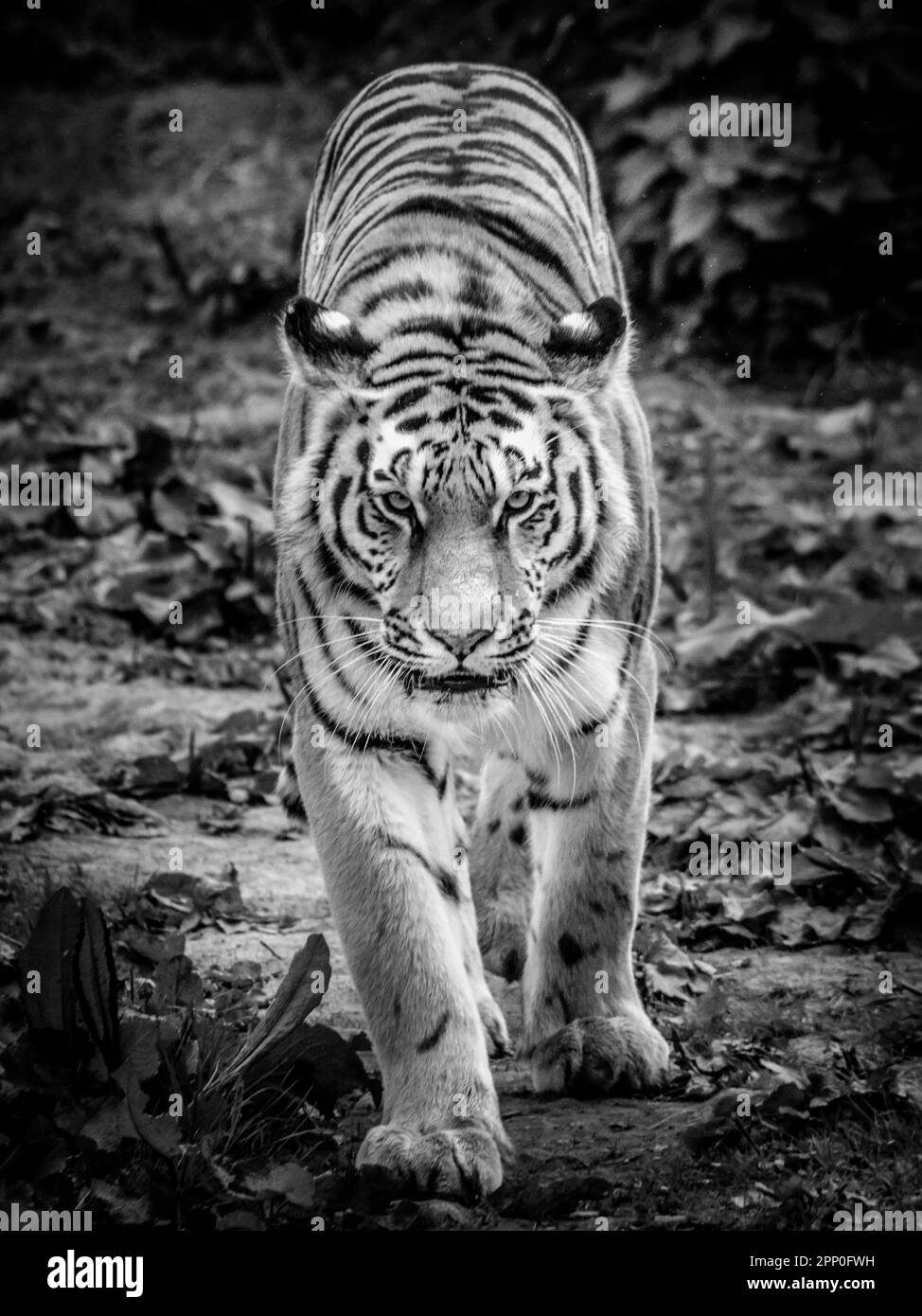 A grayscale shot of a Sumatran tiger Stock Photo - Alamy