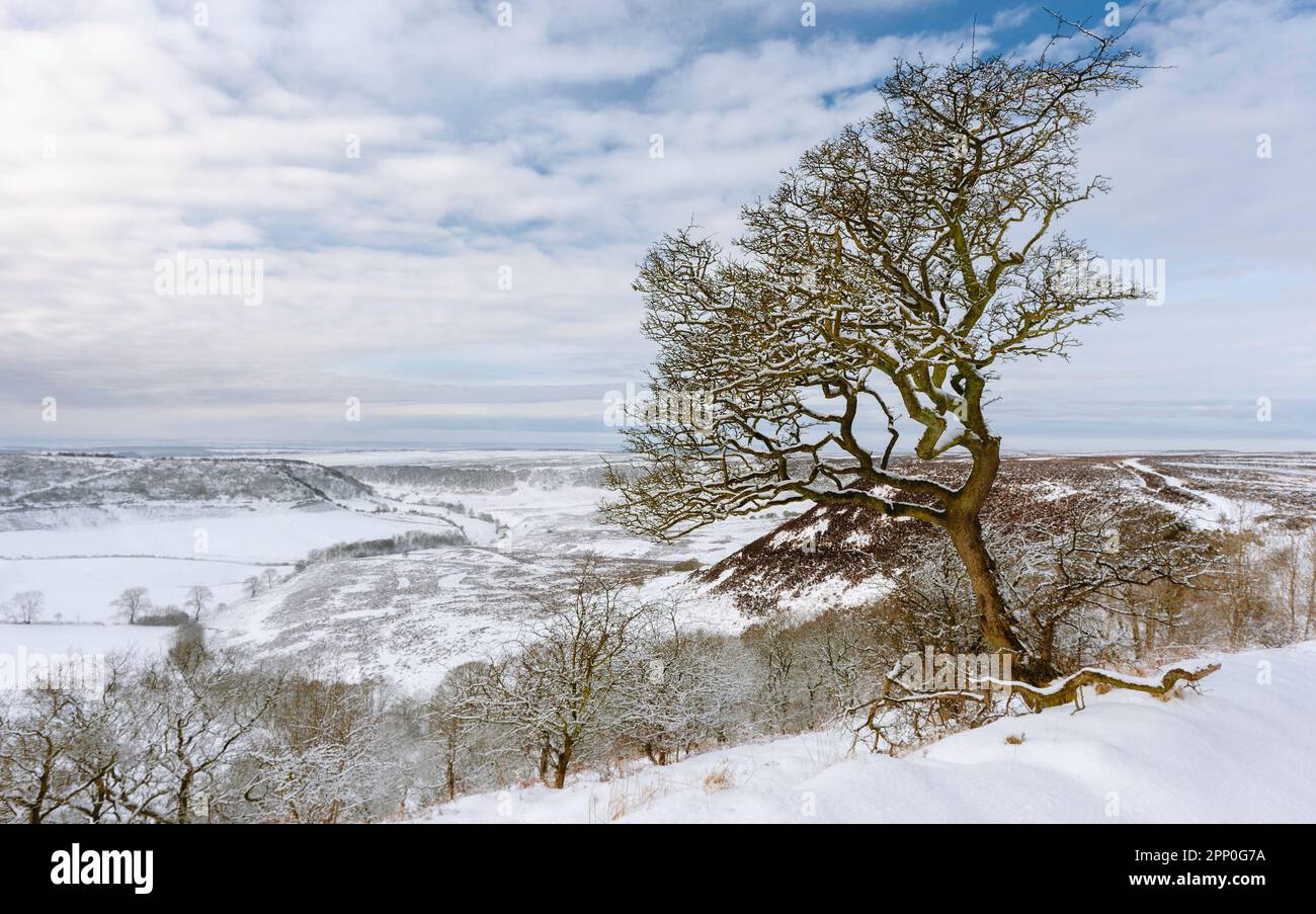 A natural depression following snowfall overlooked by a dominant tree ...