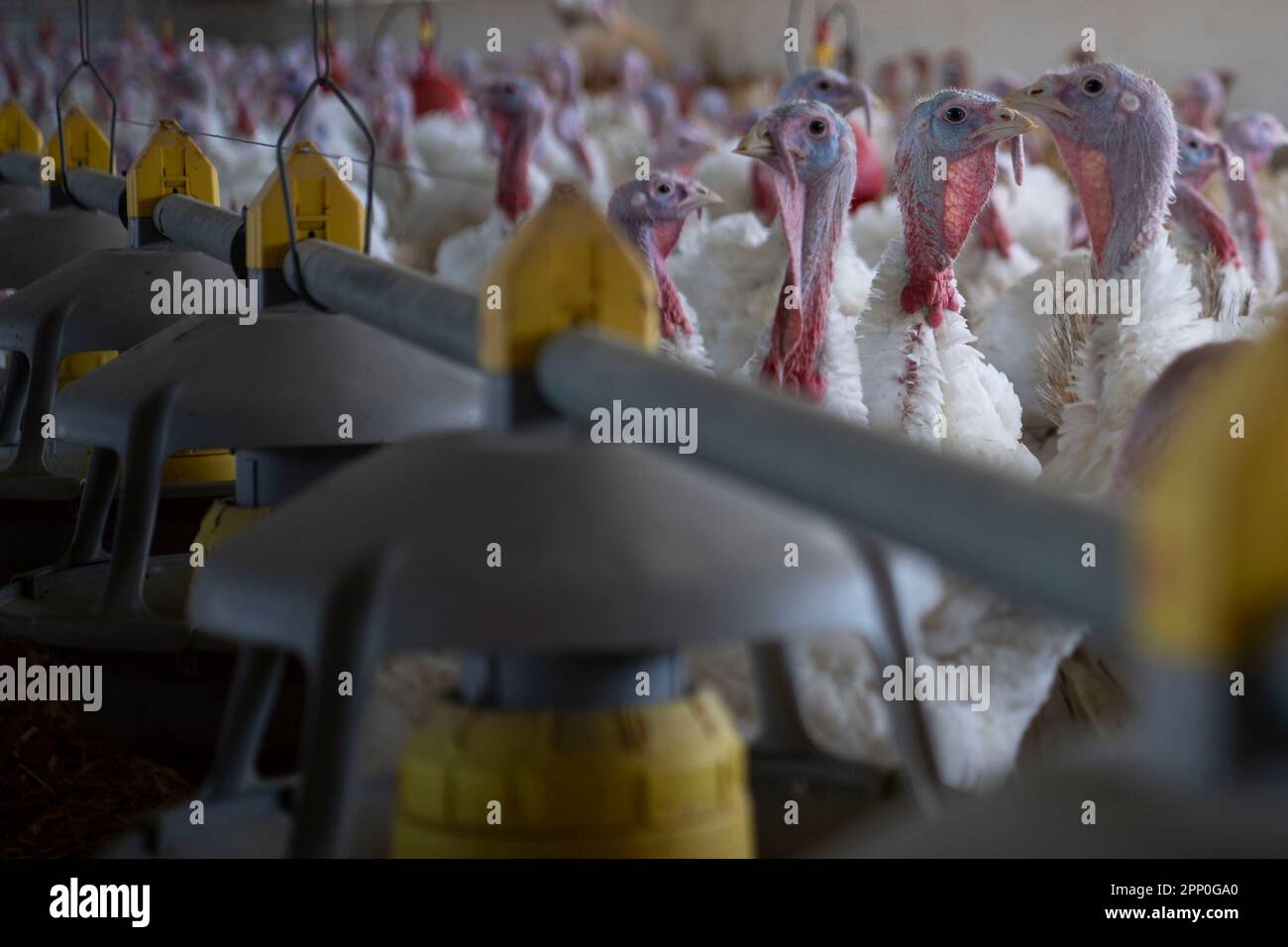21 April 2023, Lower Saxony, Dötlingen: Turkeys in the barn of a ...