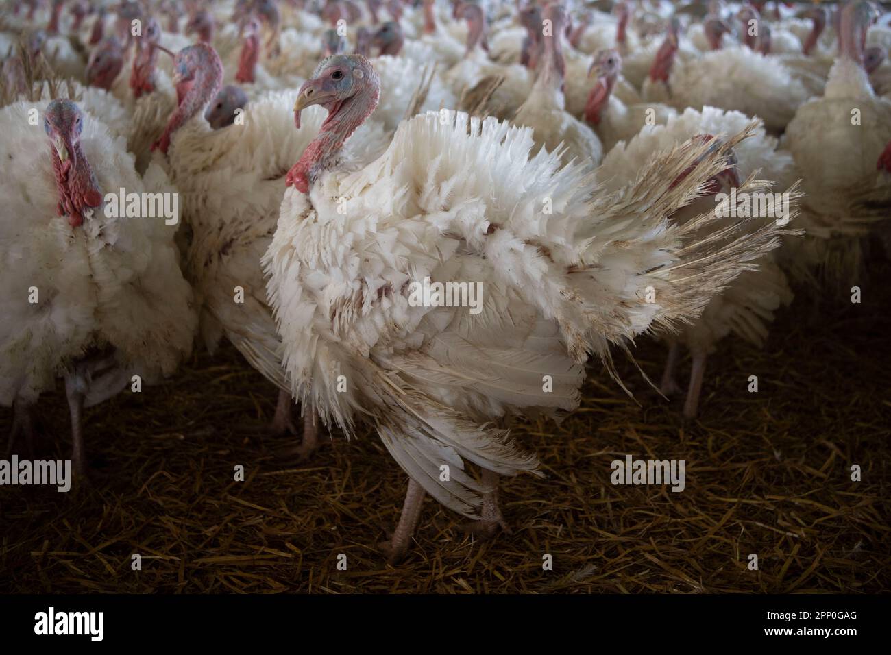 21 April 2023, Lower Saxony, Dötlingen: Turkeys in the barn of a ...