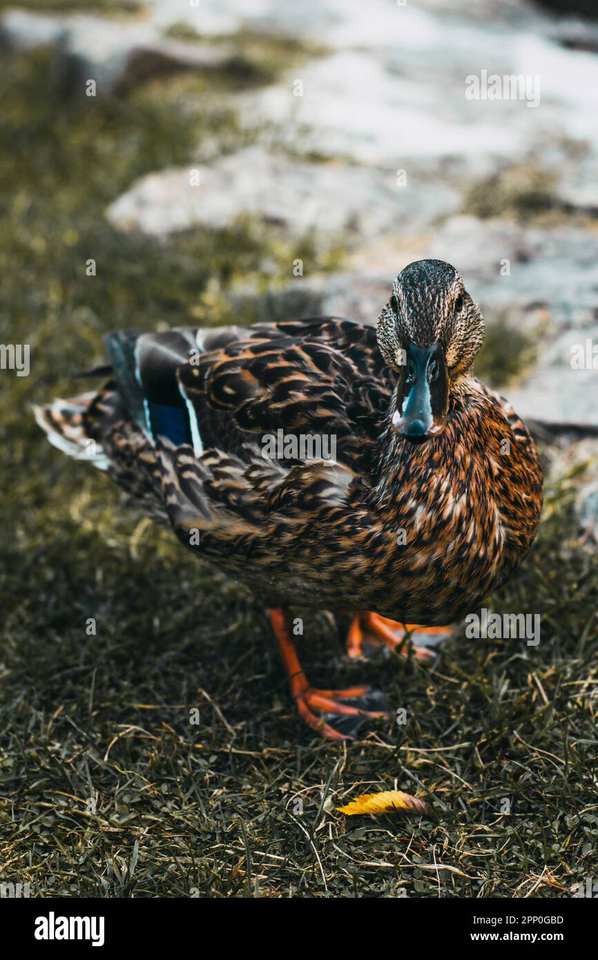 Beautiful duck close up swims hi-res stock photography and images - Alamy