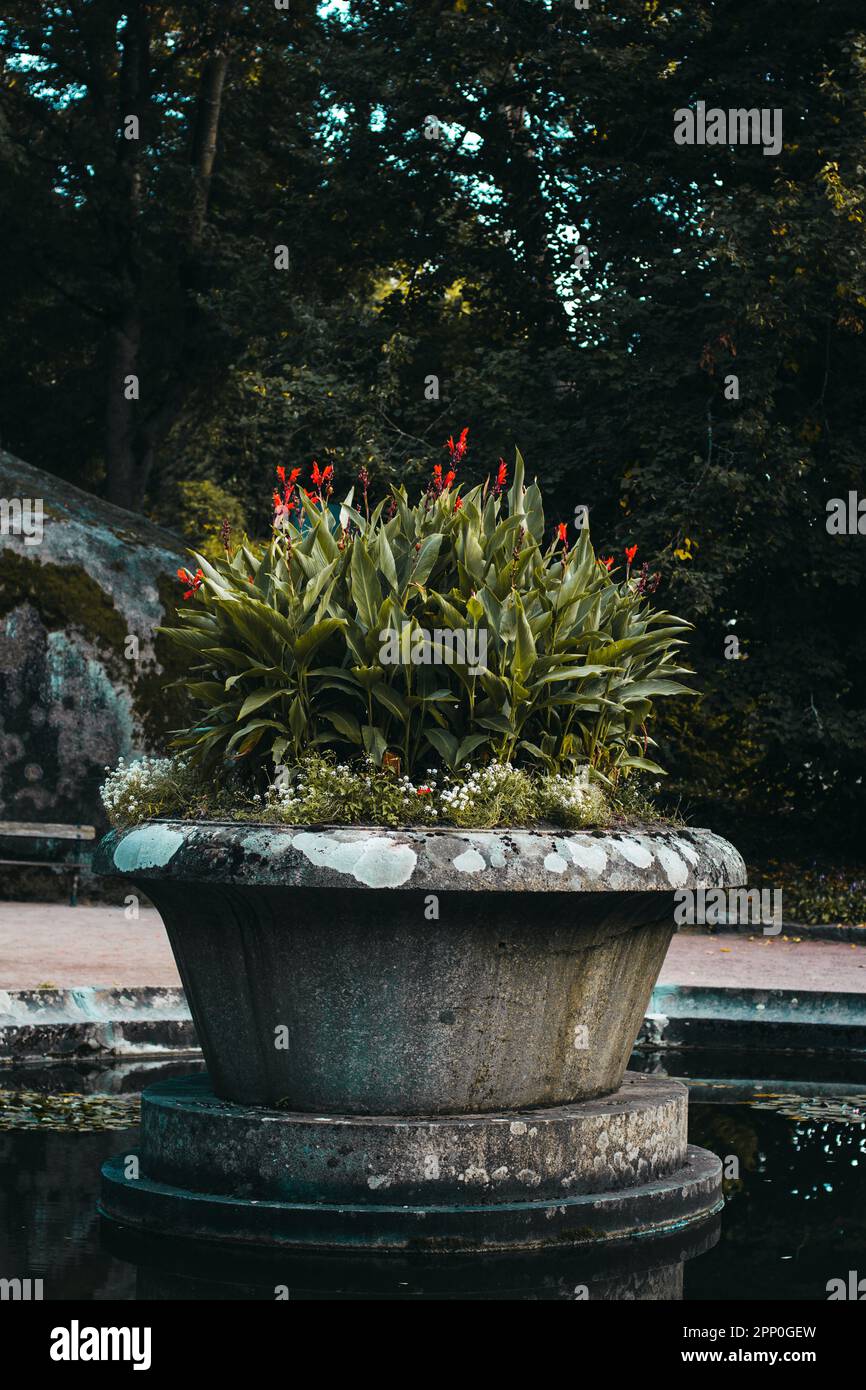 Beautiful red flowers in a large stone pot Stock Photo - Alamy