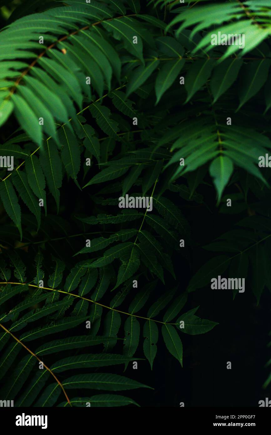 Incredibly beautiful leaves in the shade. Vertical screensaver of ...