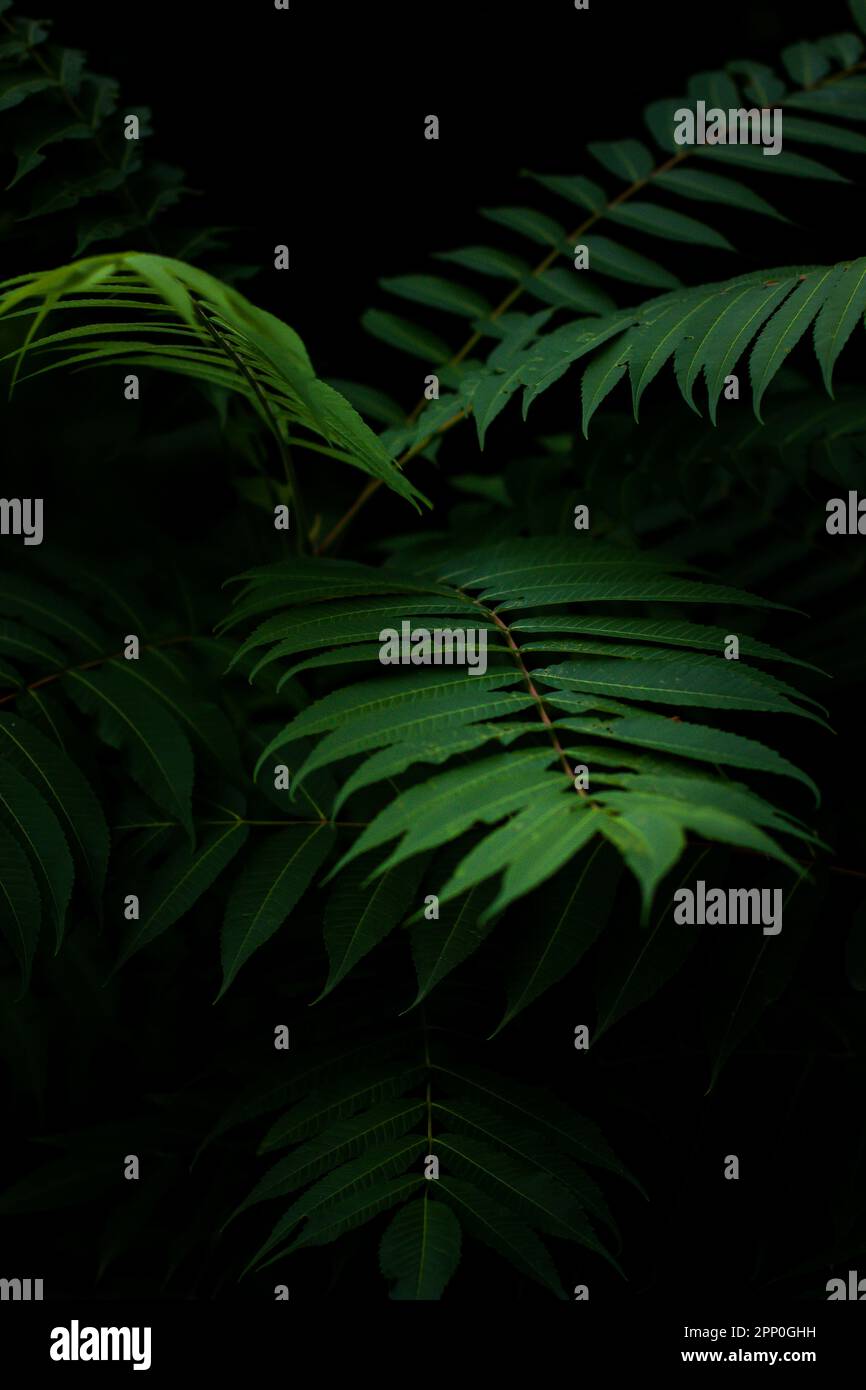 Incredibly beautiful leaves in the shade. Vertical screensaver of ...
