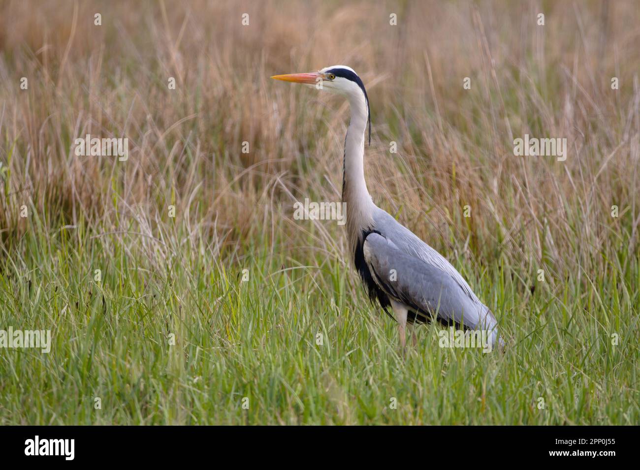 Black line behind eyes hi-res stock photography and images - Alamy