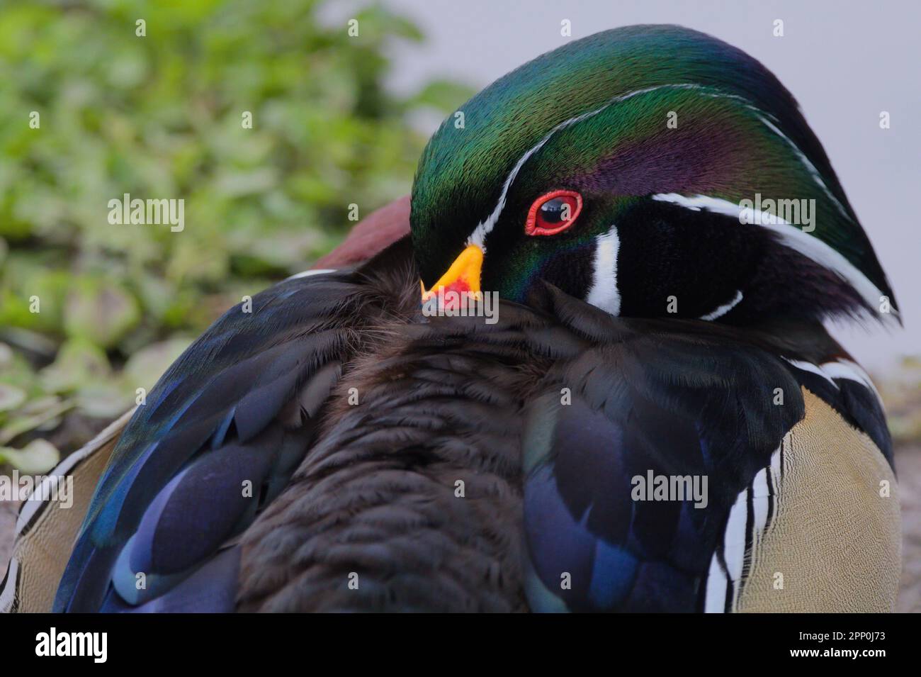 Wood duck Aix sponsa, aka caroliner portrait multi coloured colored ...