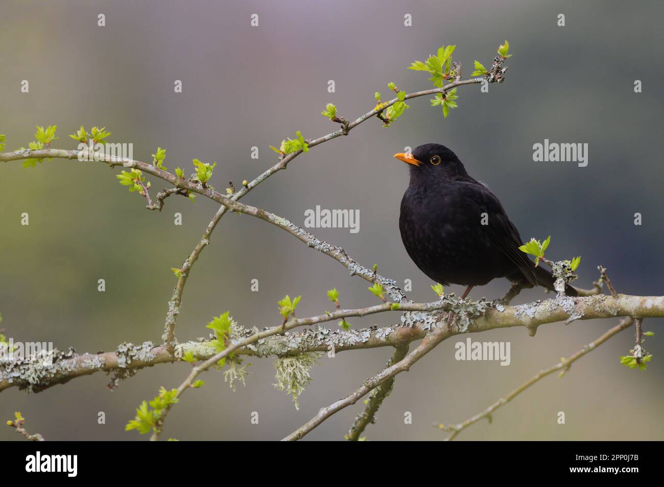 Blackbird Turdus merula, all black plumage yellow bill and eye ring and ...