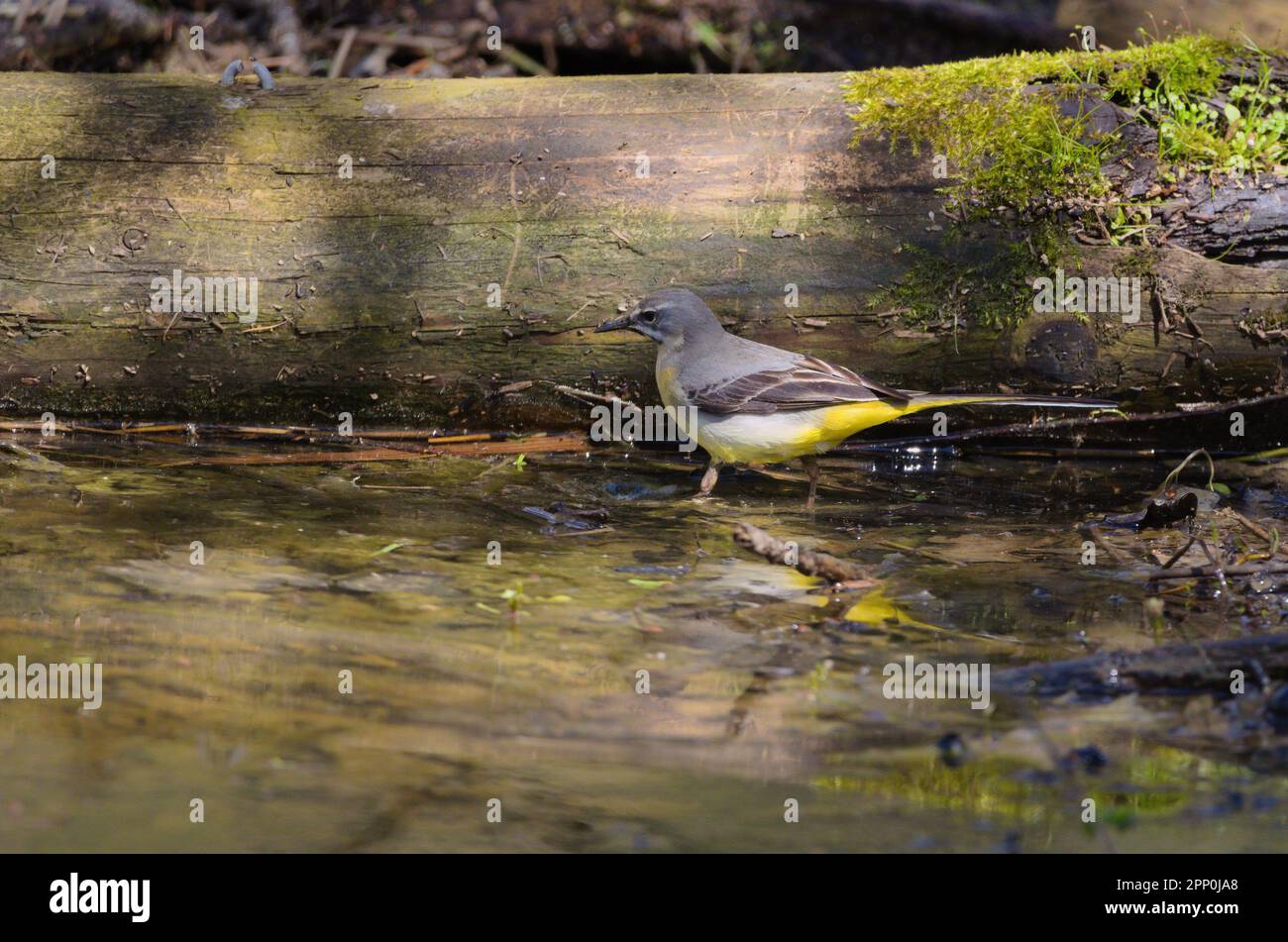 Grey wagtail, Motacilla cinerea male in stream grey back black wings ...