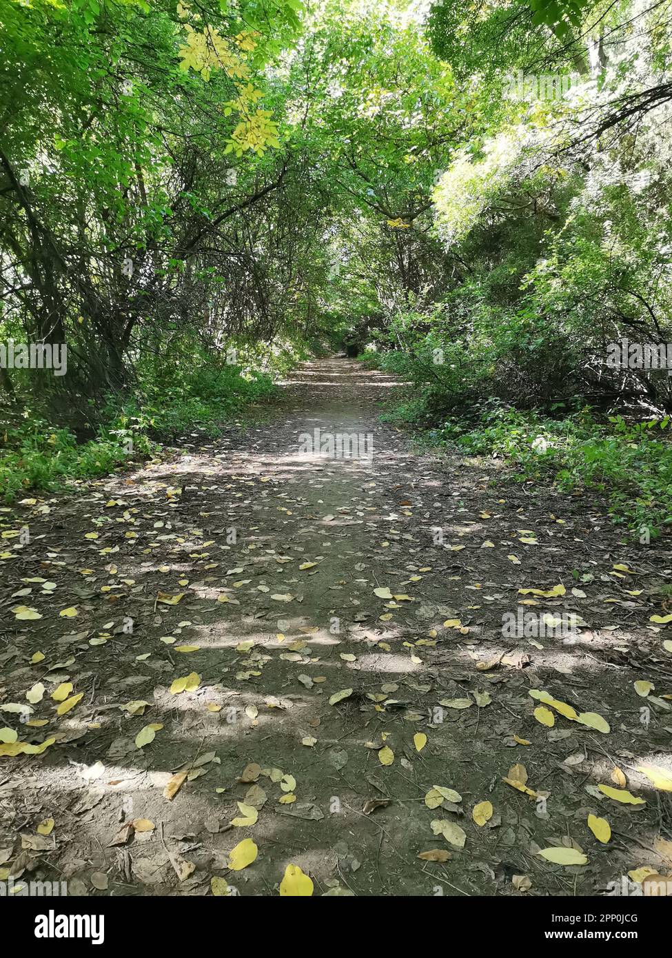 A scenic dirt path meanders through a picturesque wooded area, lined by ...