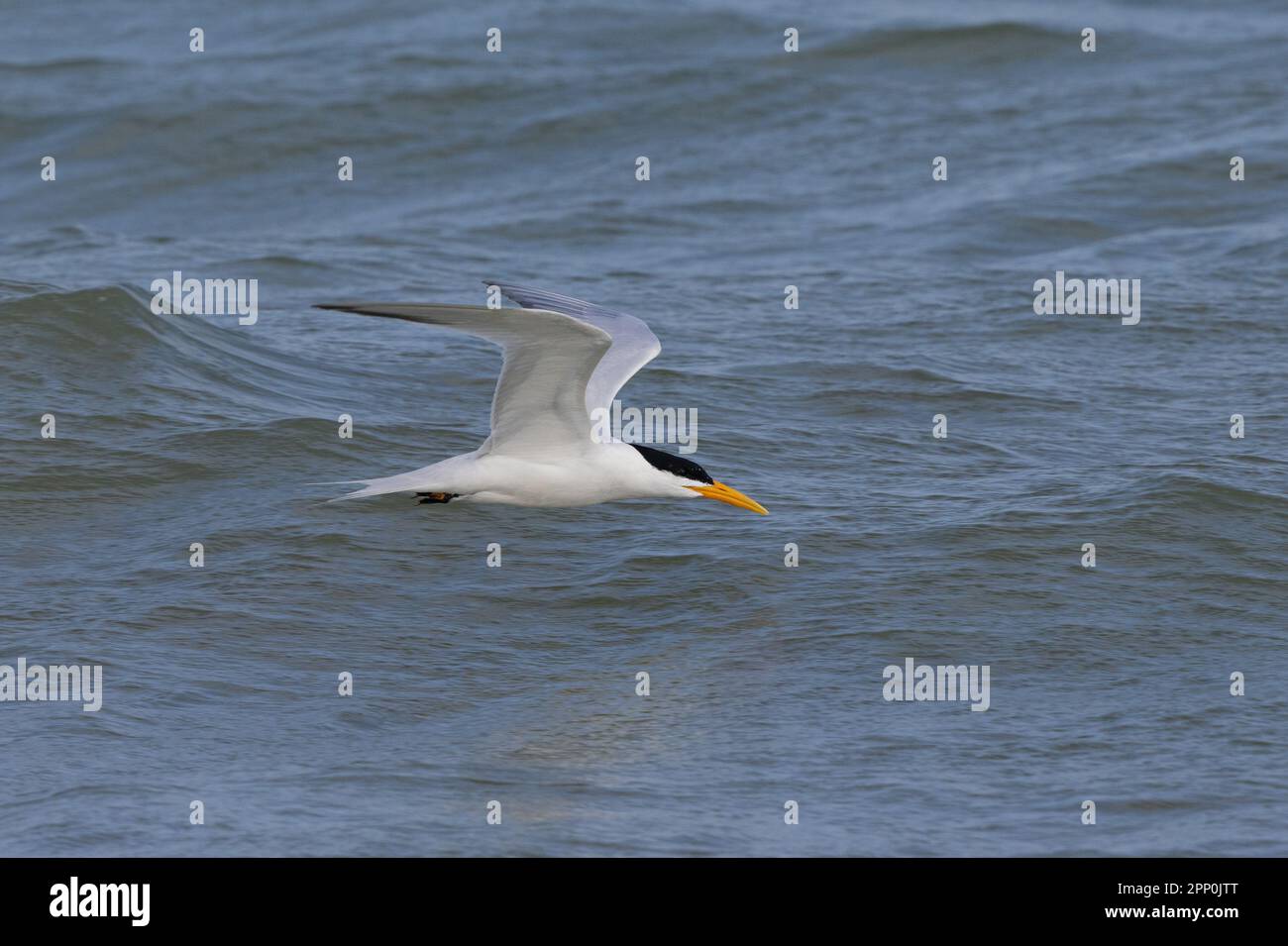 African tern hi-res stock photography and images - Alamy