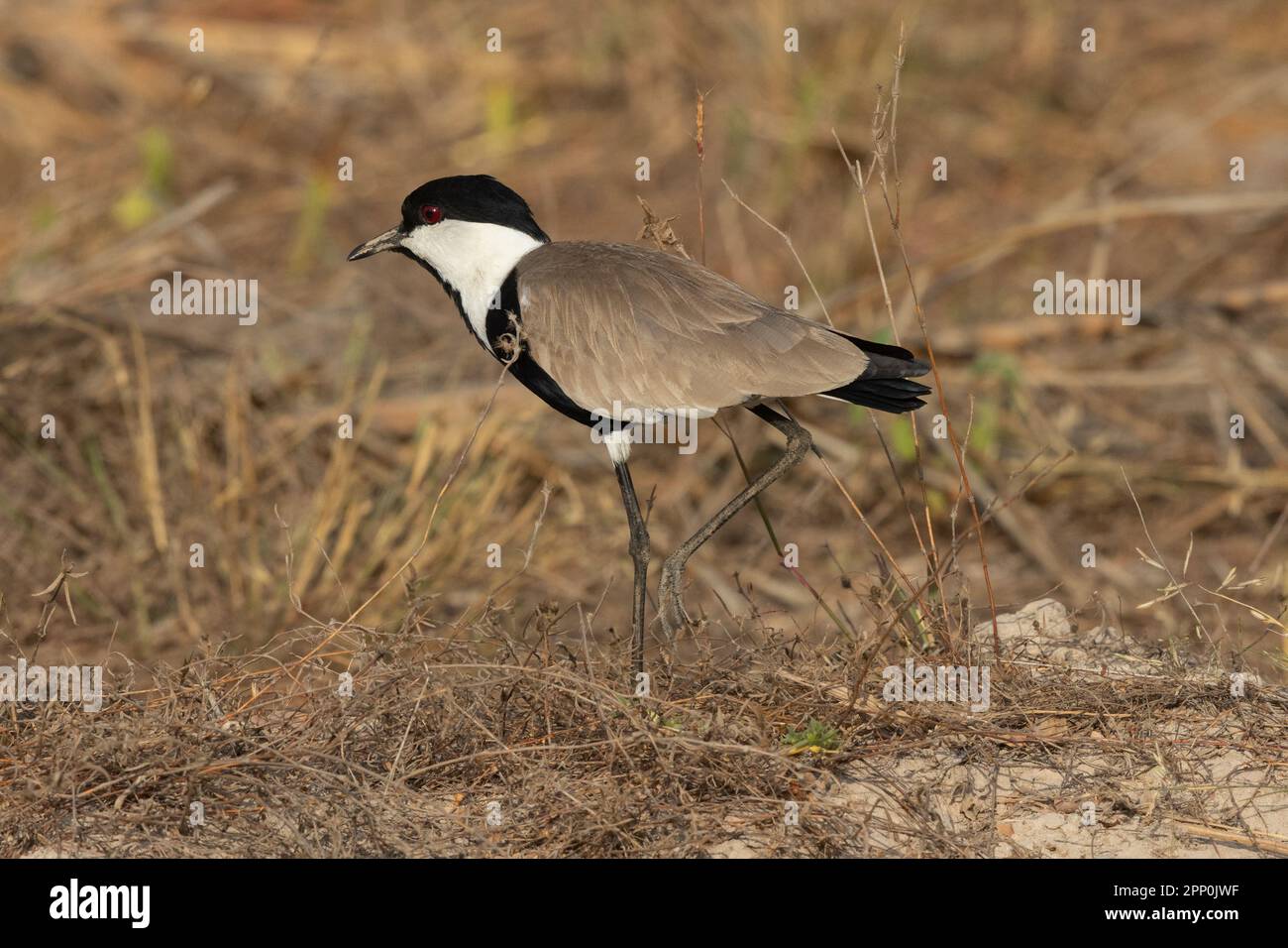 Spur winged Lapwing, The Gambia, West Africa Stock Photo - Alamy