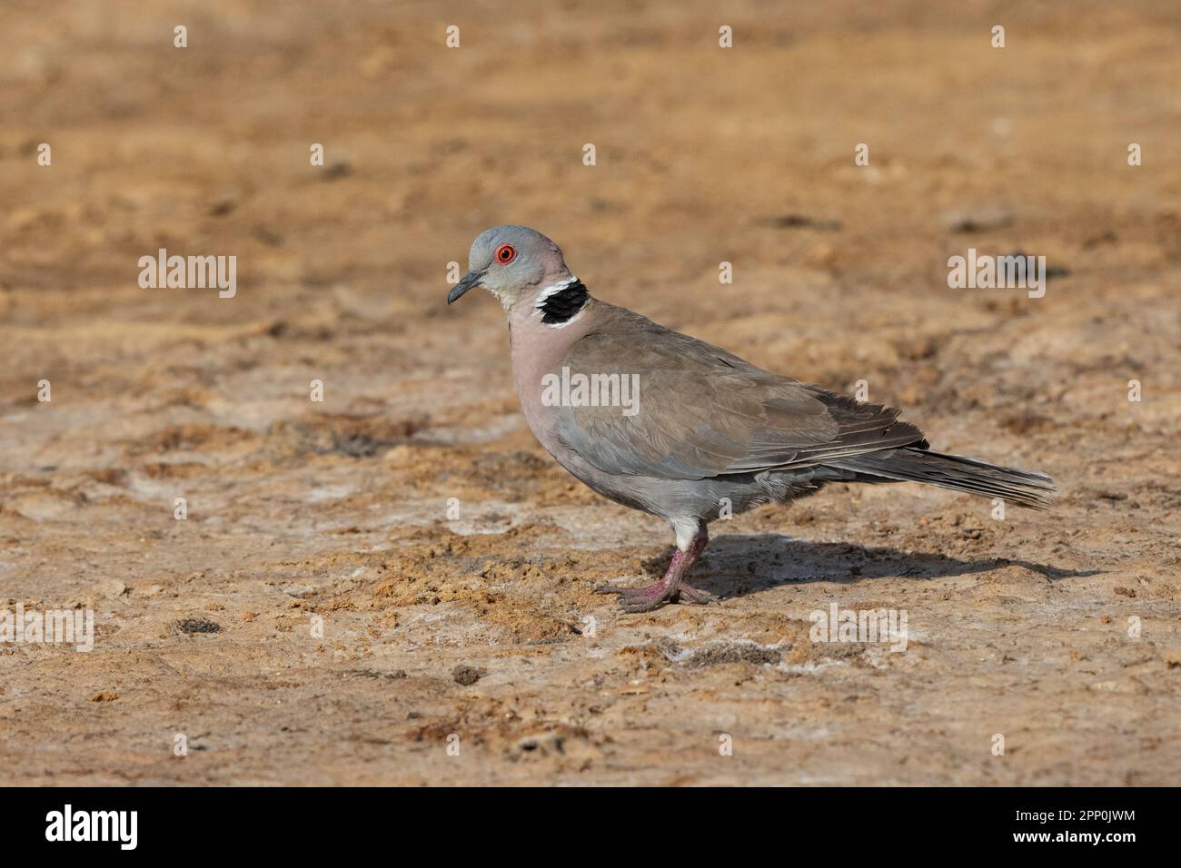 African Mourning Dove, The Gambia, West Africa Stock Photo - Alamy