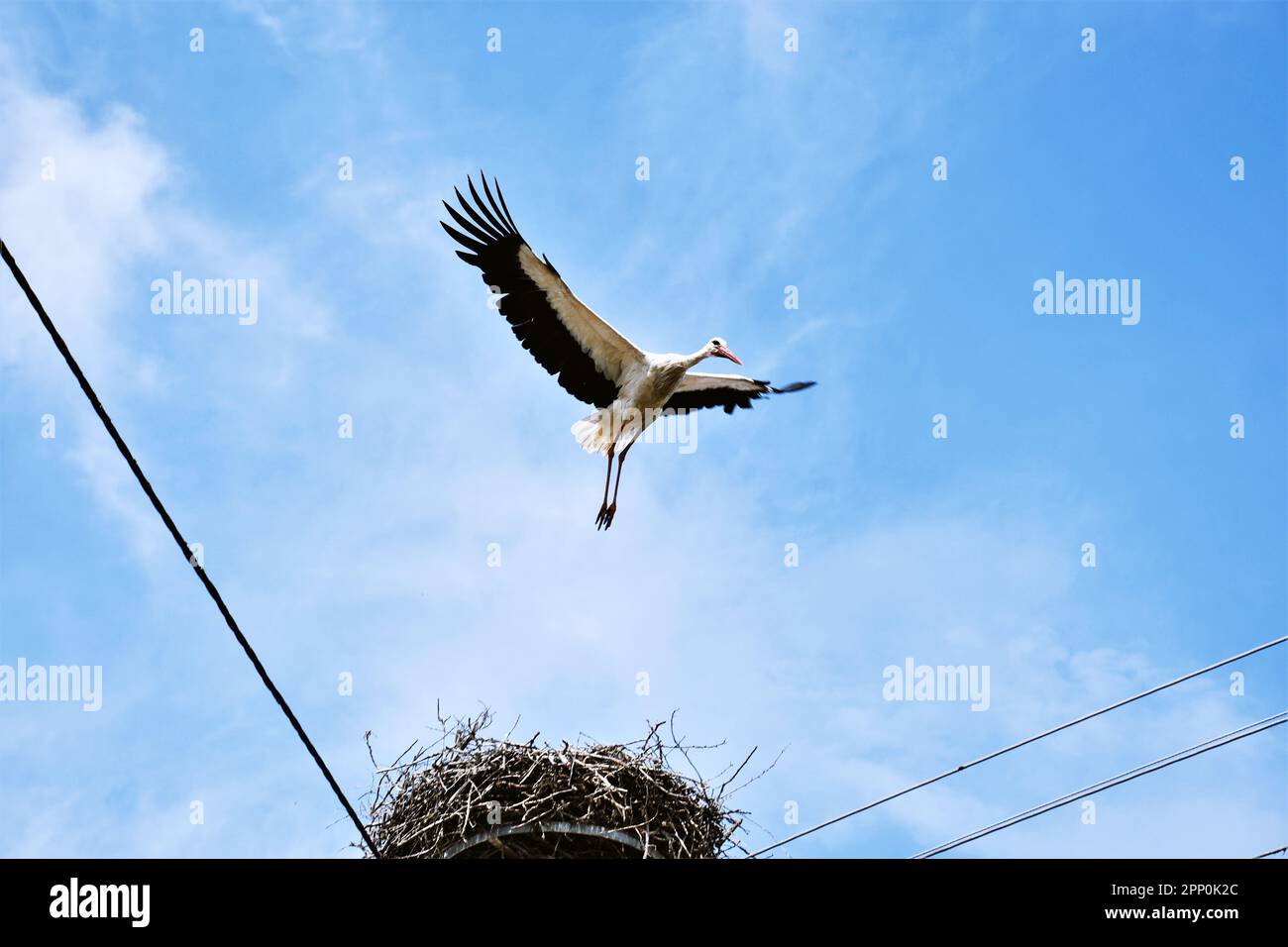 A low angle of a stork soaring through the sky, with a nest visible in ...