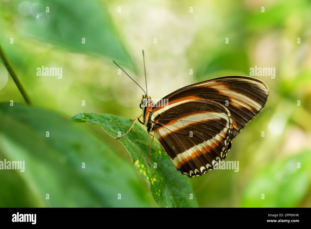 Banded Orange Heliconian - Dryadula phaetusa, beautiful orange tropical ...