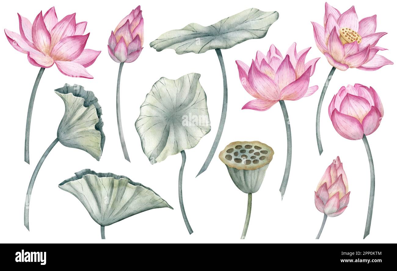 Lotus Flowers big Set. Hand drawn watercolor illustration of tropical ...