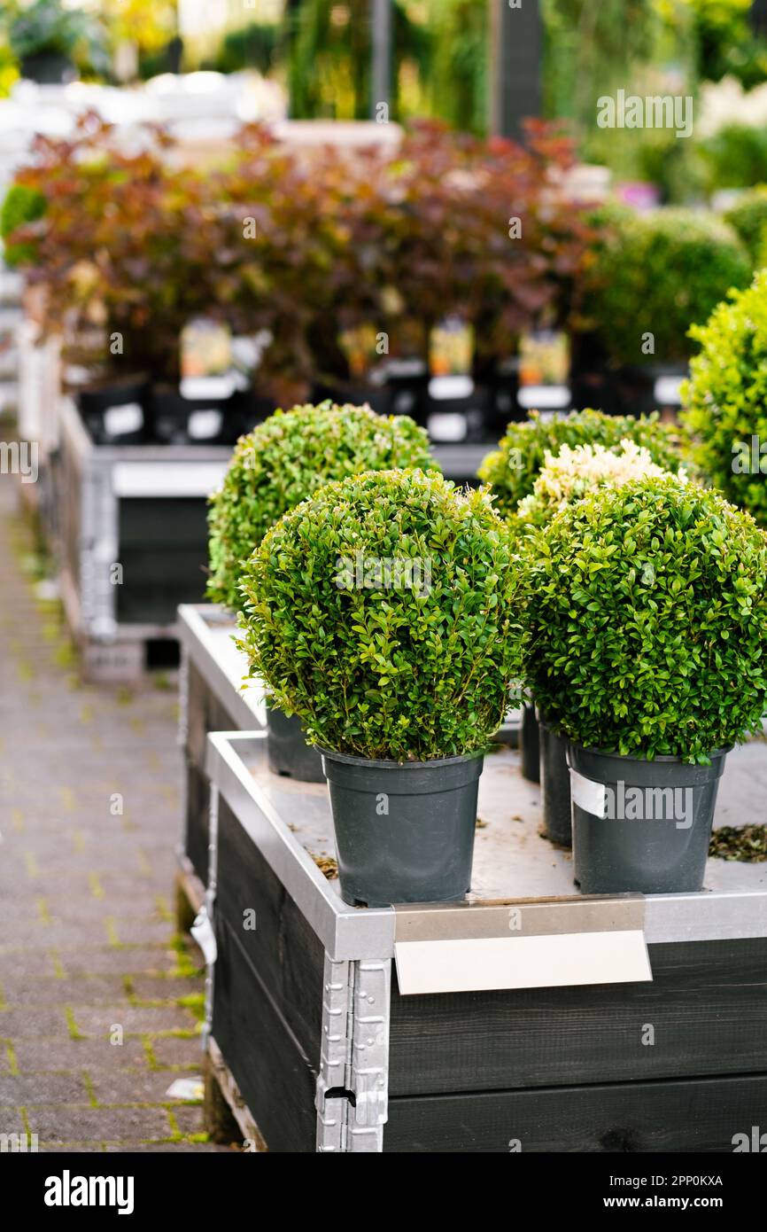 European box plant sold in a garden center Stock Photo - Alamy