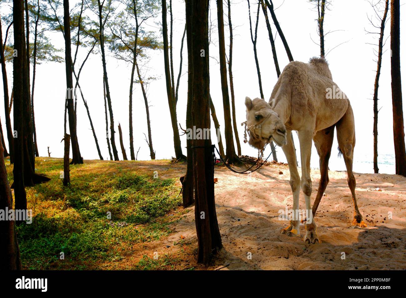Camels used for Beach ride, tied to a tree Stock Photo - Alamy