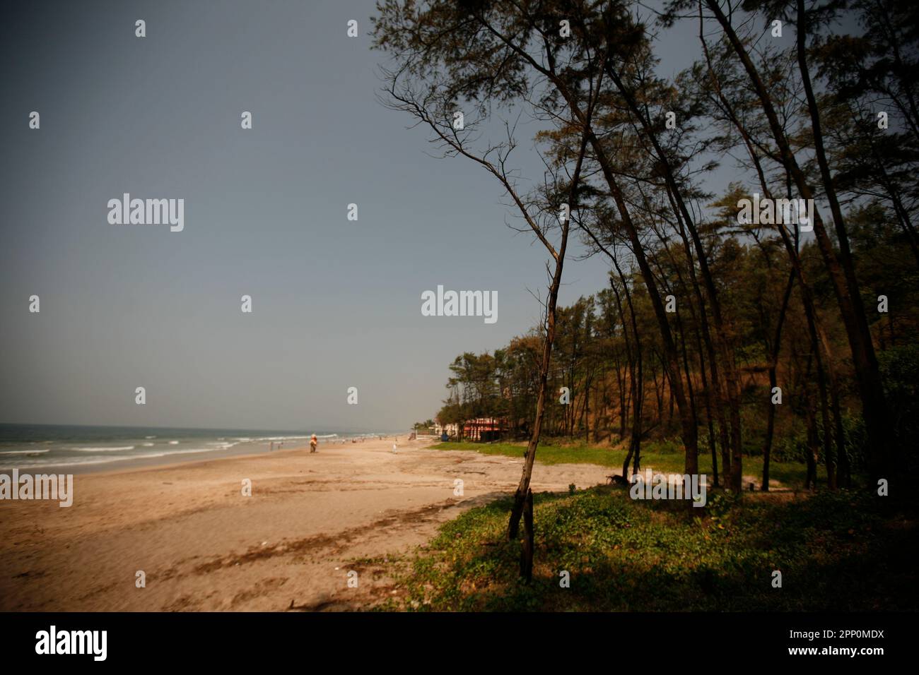 Empty beach framed by Trees in shade Stock Photo - Alamy