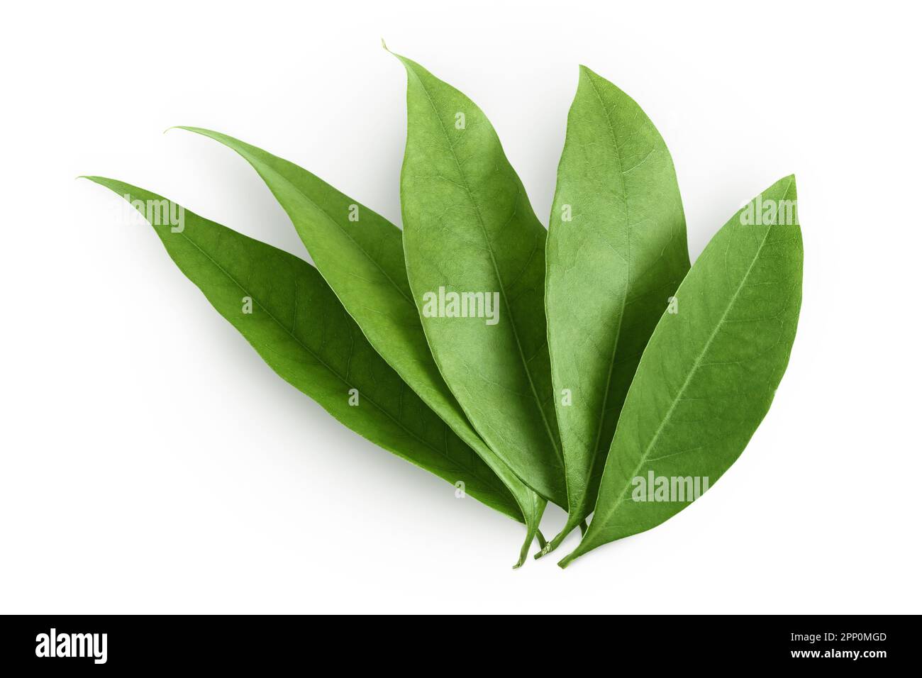Green lychee leaf isolated on a white background. Top view. Flat lay ...