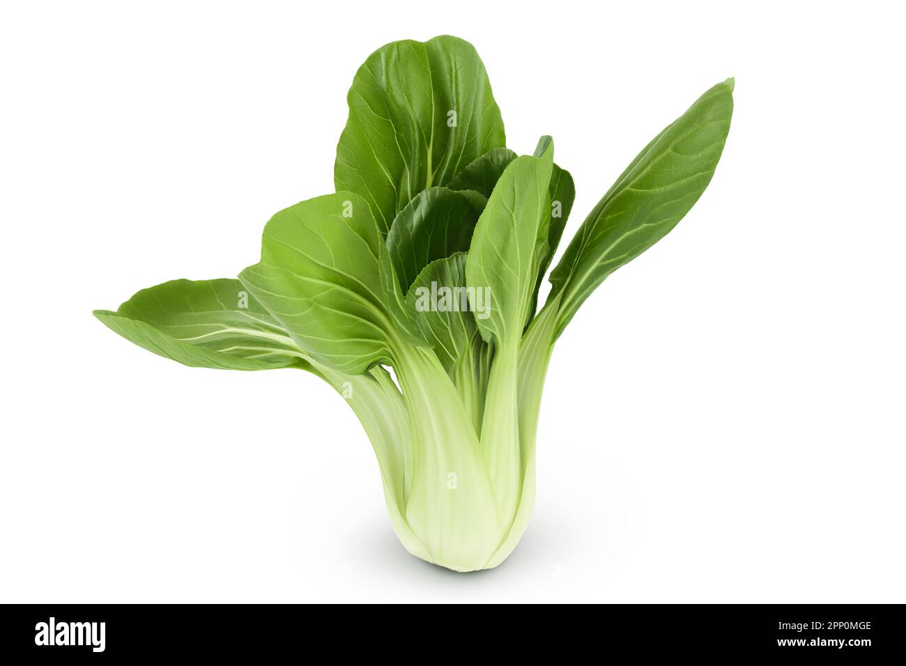 Fresh pak choi cabbage isolated on white background with full depth of ...