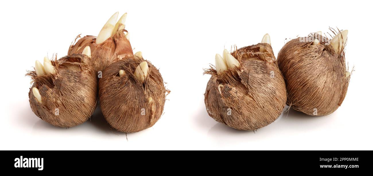 crocus bulb isolated on white background macro Stock Photo - Alamy