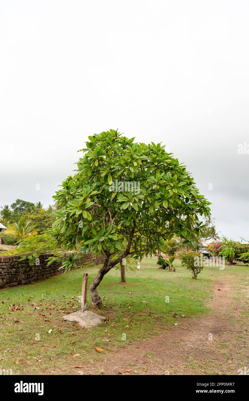 cerbera manghas or sea mango exotic tree. cerbera manghas exotic tree ...