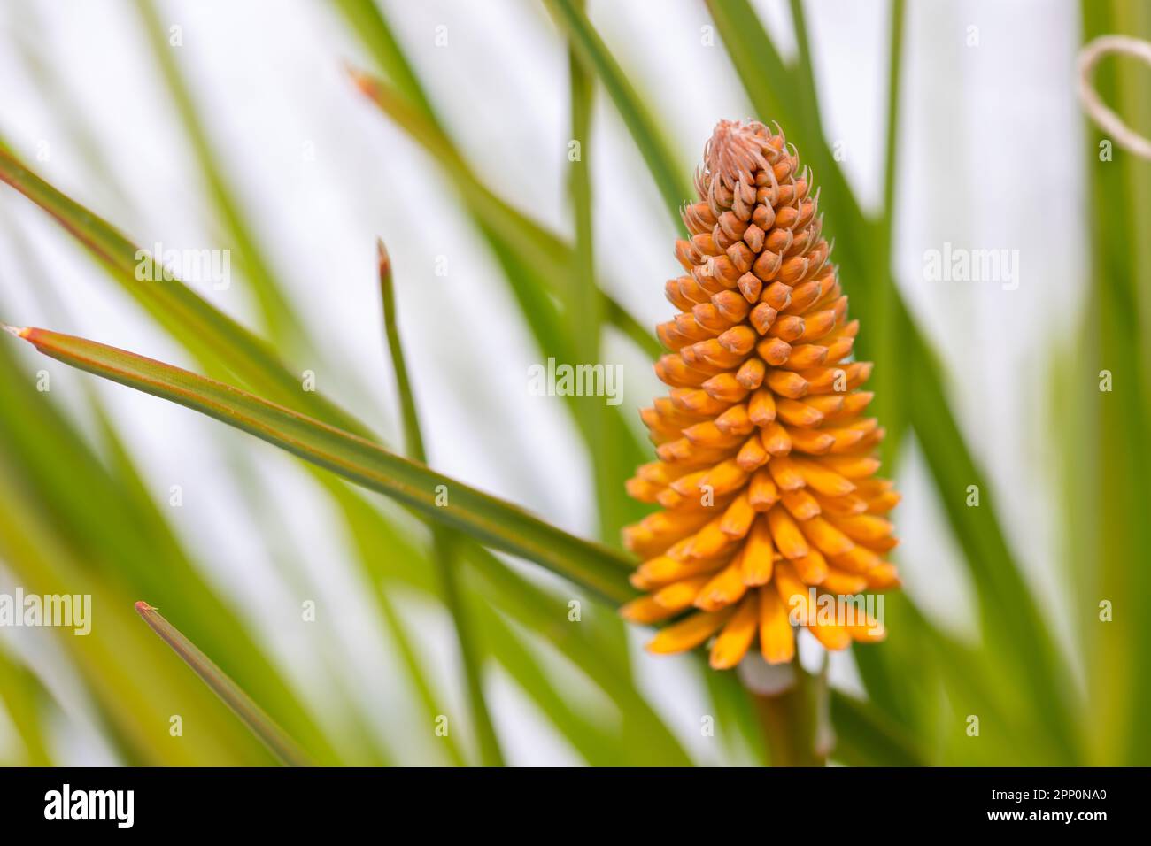 Torch lily macro hi-res stock photography and images - Alamy