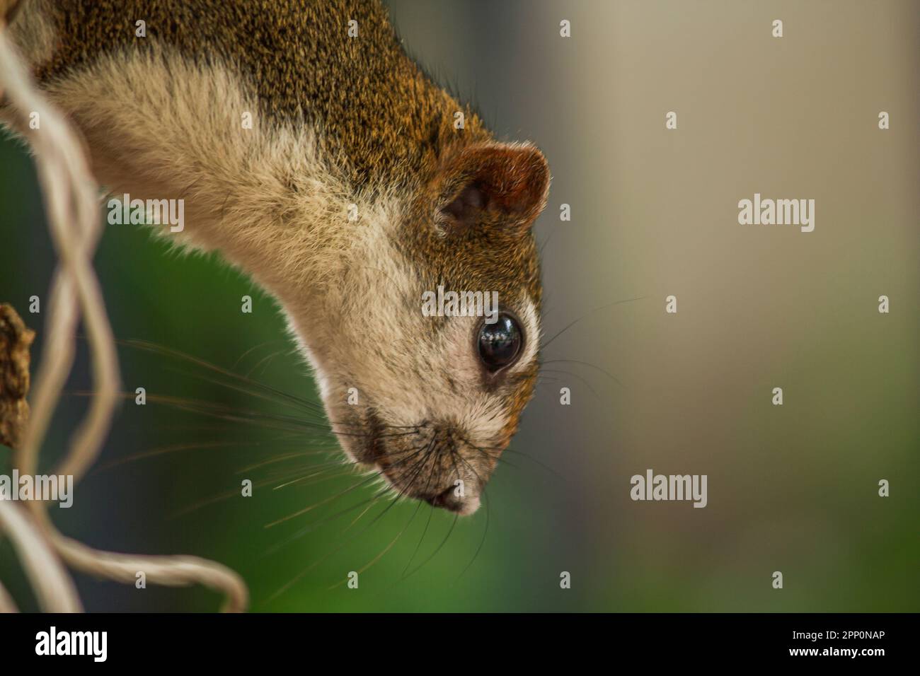 Eyes of the Squirrel looking something interesting Stock Photo - Alamy