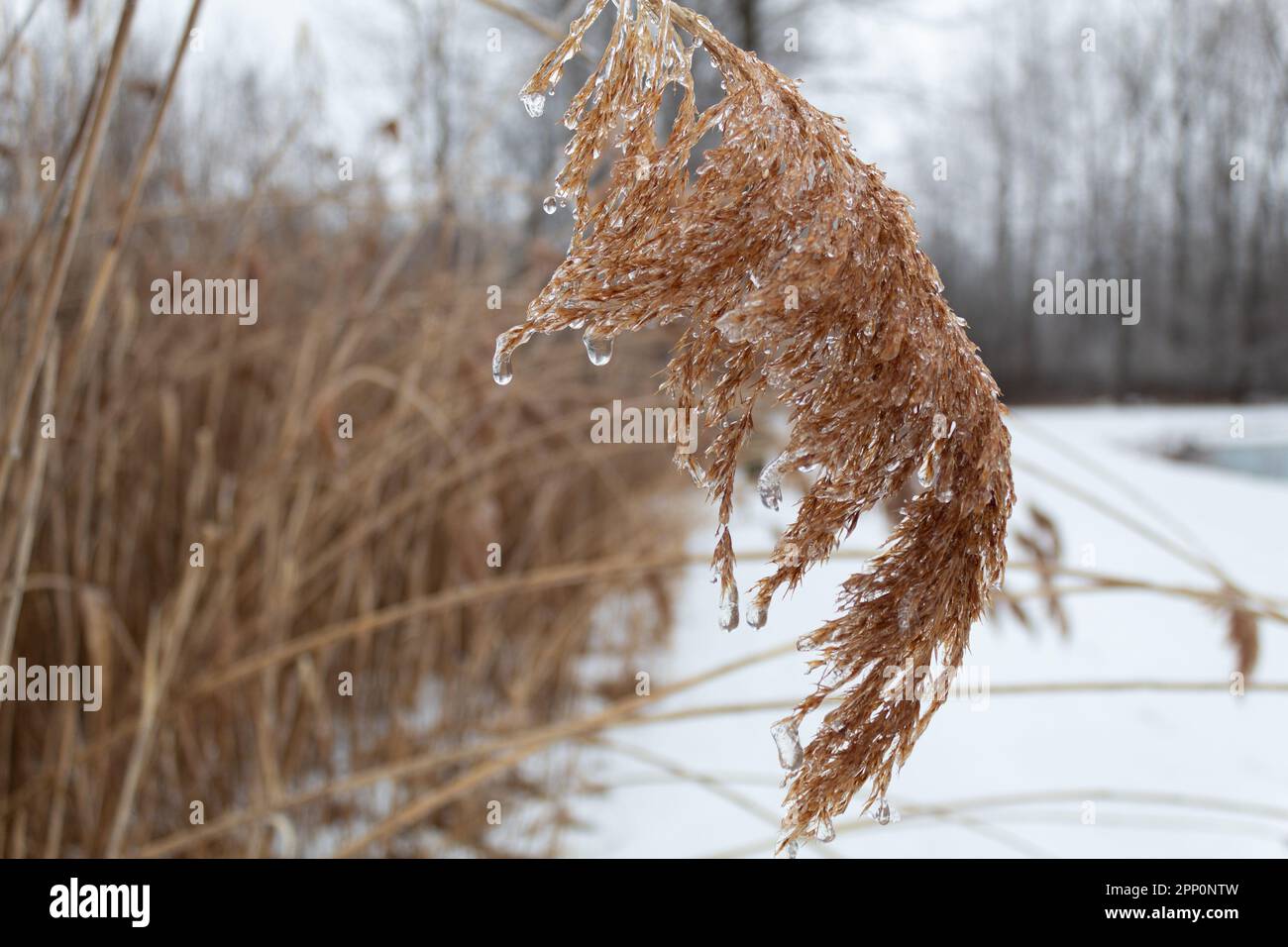 Common Reed Closeup Freezing Rain in Michigan Stock Photo - Alamy