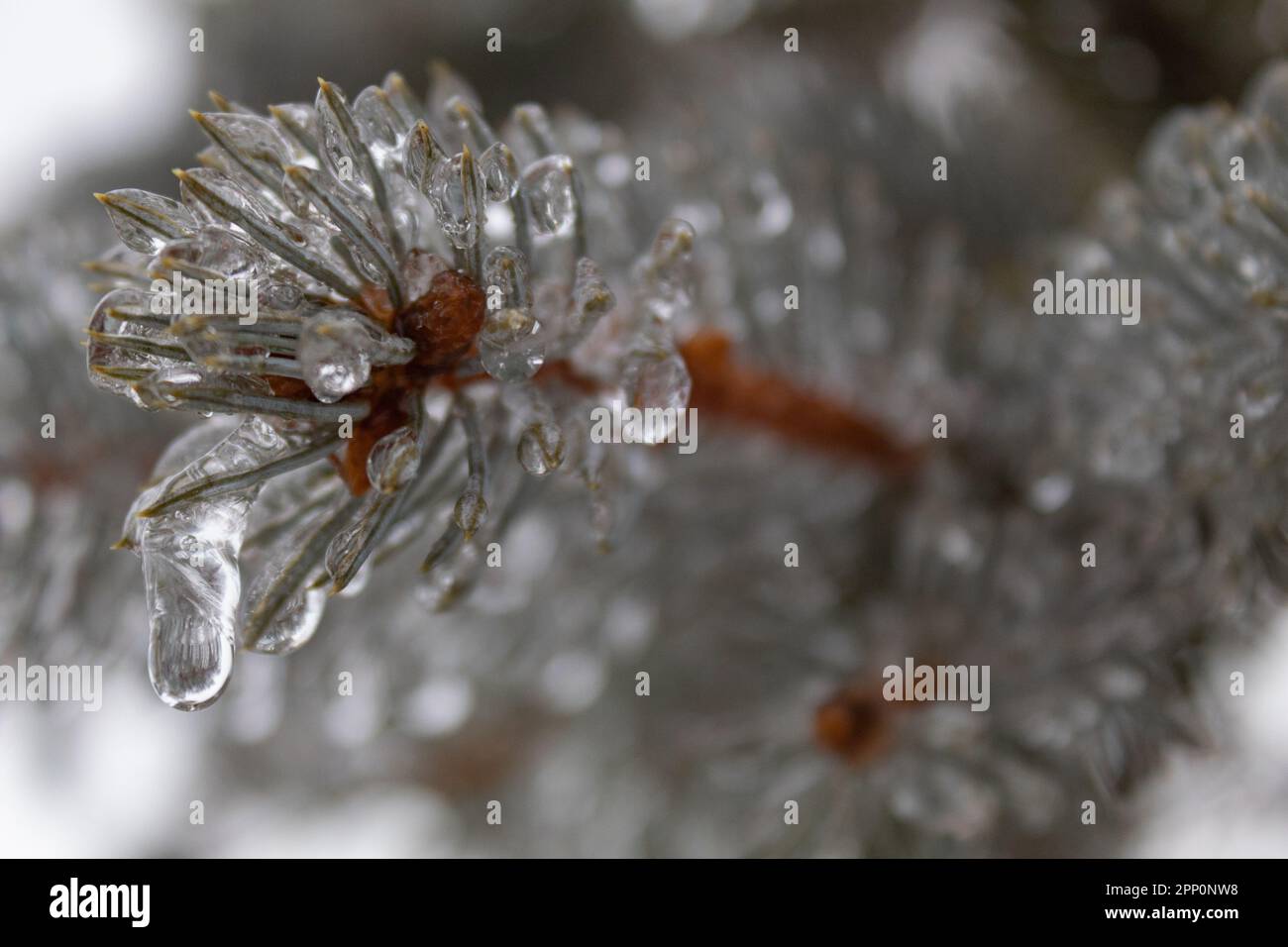 Closeup trees after rain hi-res stock photography and images - Alamy