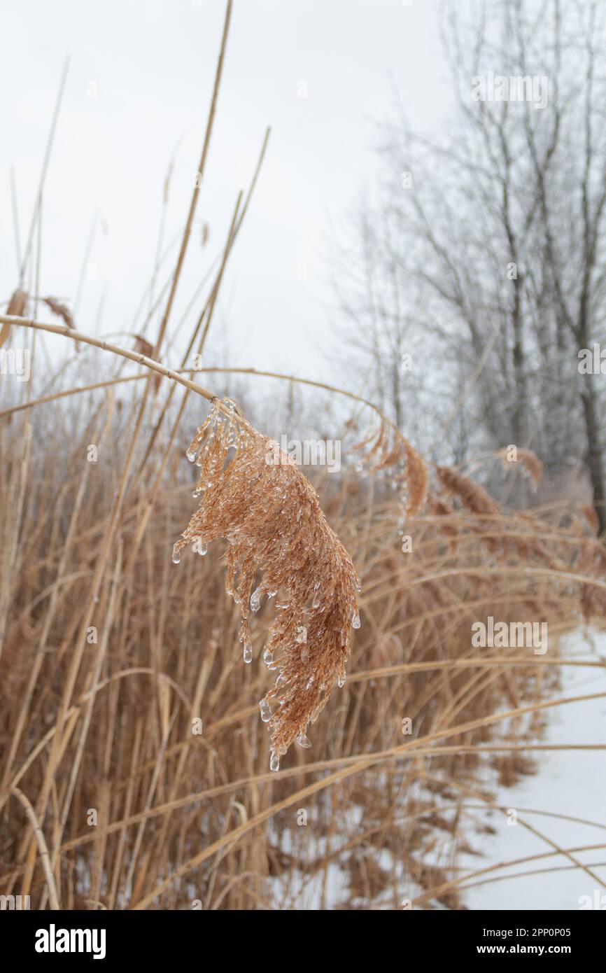 Common reed tall grass hi-res stock photography and images - Alamy