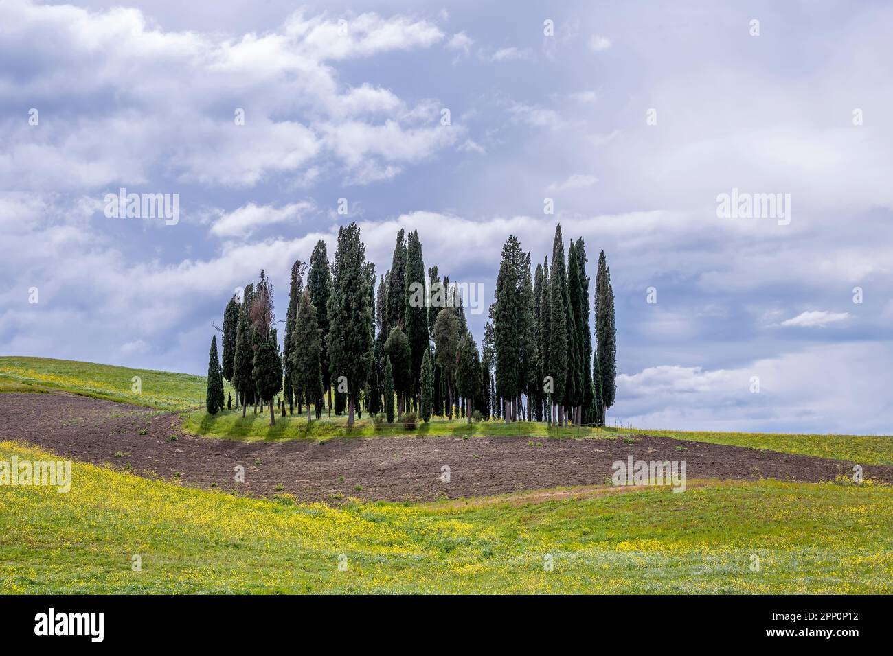 Group of cypresses in tuscany hi-res stock photography and images - Alamy