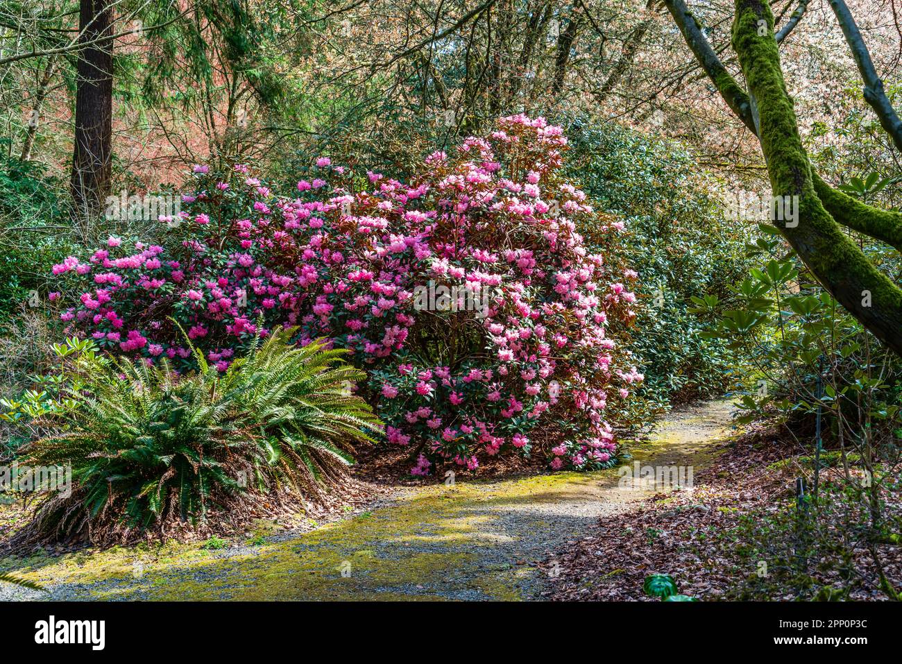 A view of a giant pink Rhododendron bush at the Rhododendron Species ...