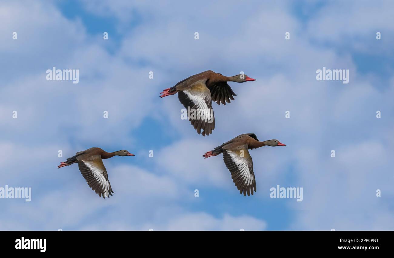 Black-bellied Whistling Ducks flying at Wakodahatchee Wetlands in ...