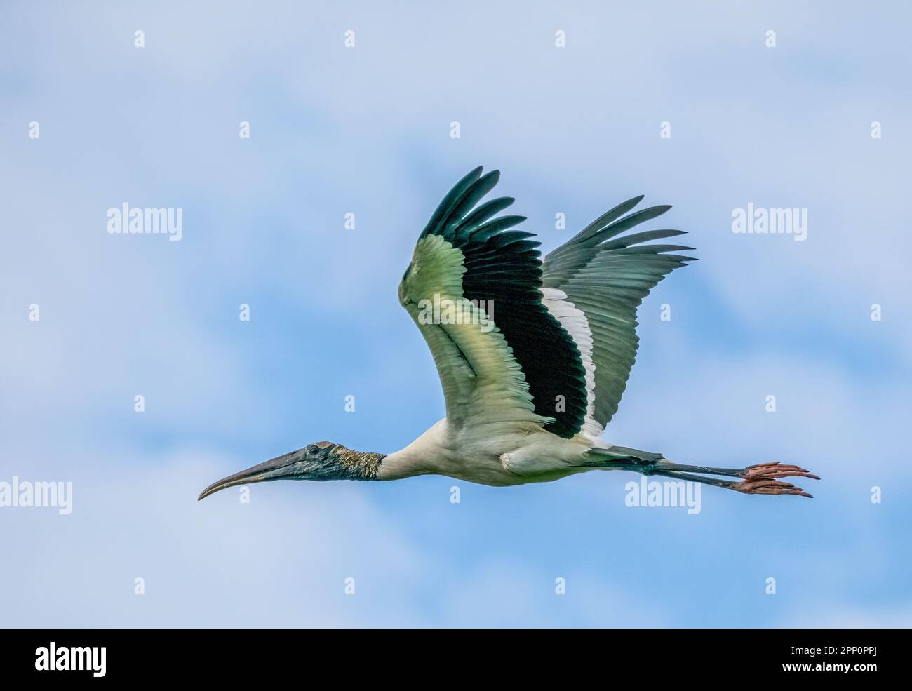 A single Wood Stork flying at Wakodahatchee Wetlands in Delray Beach ...