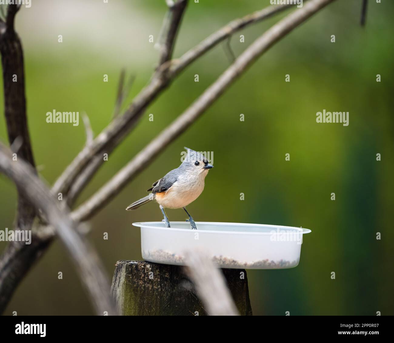 Cute tufted titmouse bird hi-res stock photography and images - Alamy