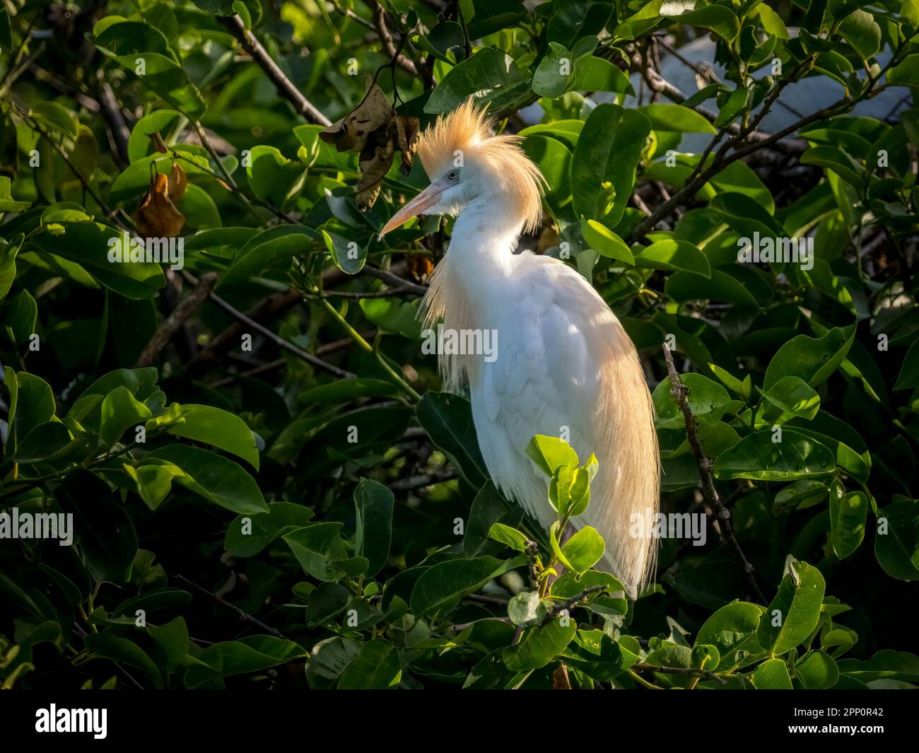 Cattle Egret in breeding plumage at Wakodahatchee Wetlands in Delray ...