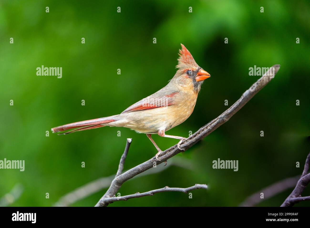 White snow red cardinal hi-res stock photography and images - Alamy